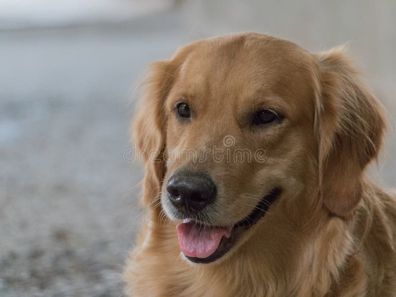 Friendly Dog stock image. Image of golden, carnivoran - 71438207