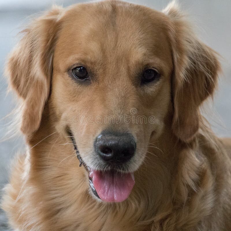 Friendly Dog stock photo. Image of retriever, friendly - 71445396