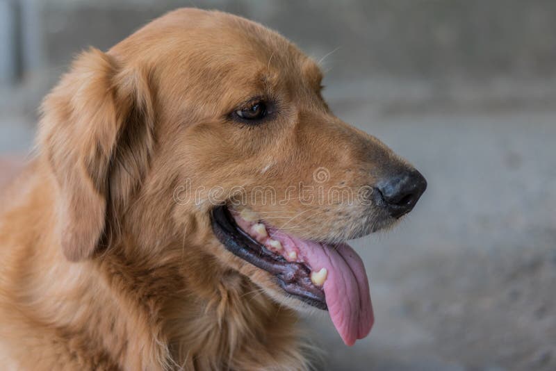 Friendly Dog stock photo. Image of golden, retriever - 71446682