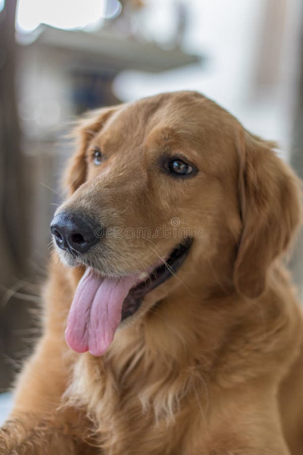 Friendly Dog stock image. Image of retriever, friendlydog - 71447069