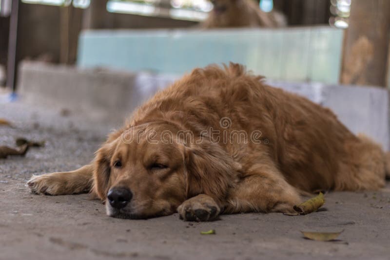 Friendly Dog stock photo. Image of carnivoran, goldenretriever - 71447260