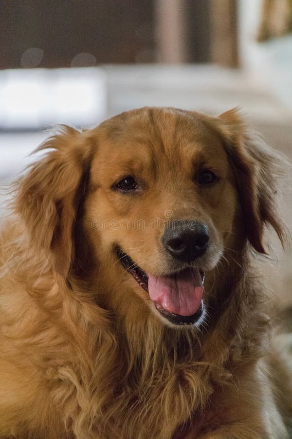 Friendly Dog stock photo. Image of friendlydog, snout - 71449328