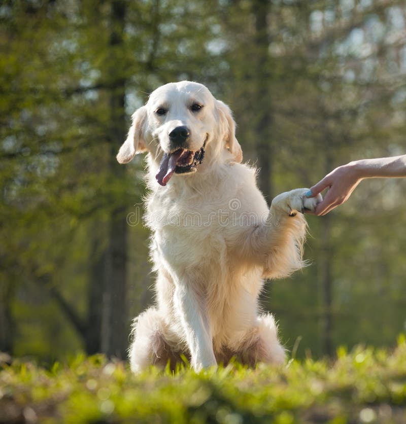 Friendly dog stock photo. Image of adoption, girl, handshake - 41373324