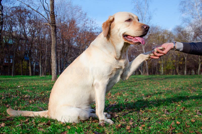 Friendly dog stock photo. Image of retriever, shorthair - 35699452
