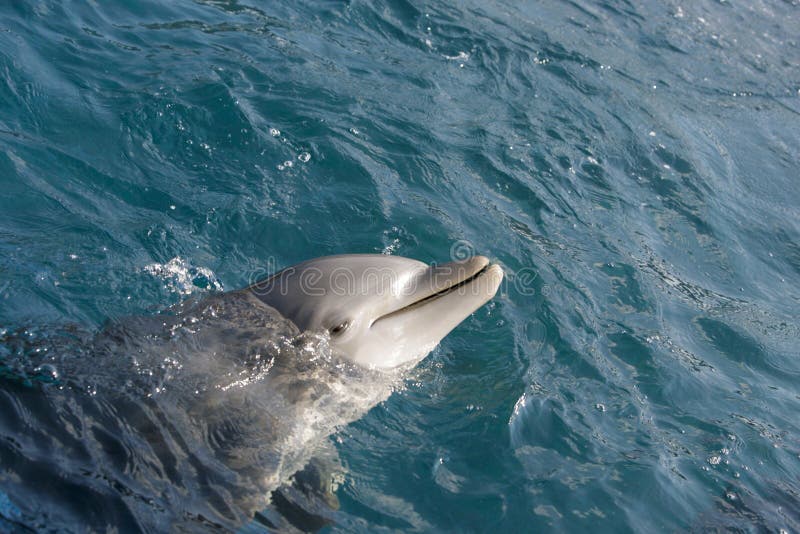 Friendly dolphin stock image. Image of outdoor, animal - 30399603