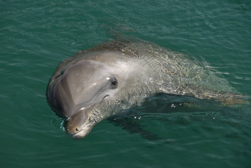 Friendly dolphin stock photo. Image of floating, friendly - 3905832