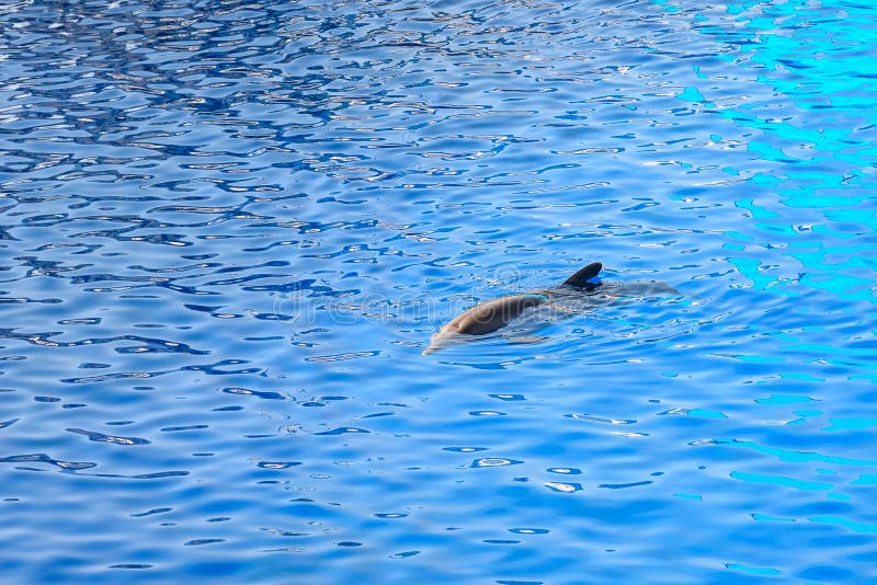 Friendly dolphin stock image. Image of outdoor, animal - 30399603