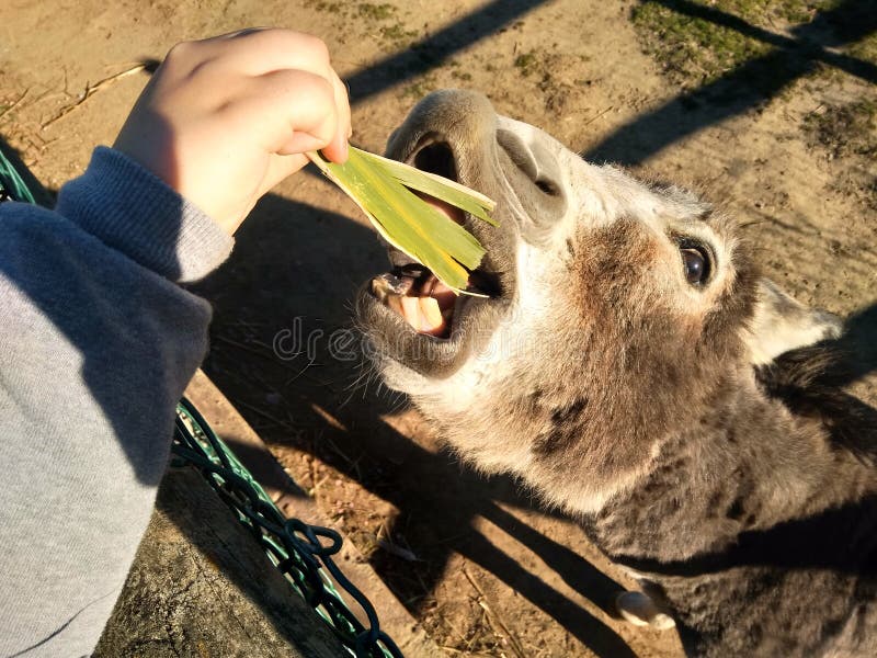 Friendly donkey stock image. Image of brown, donkey - 125514471