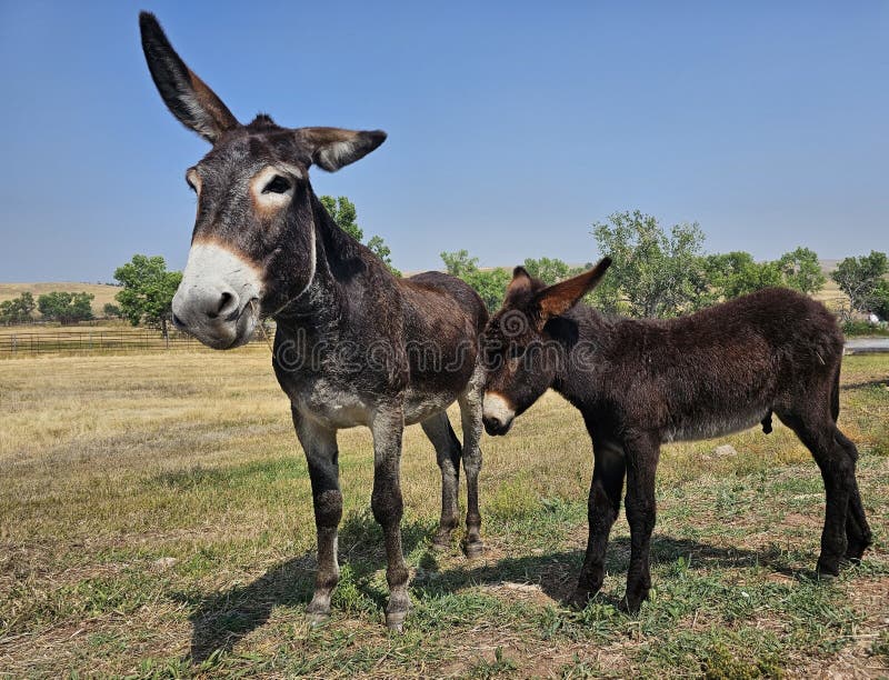 Friendly Donkeys stock image. Image of country, donkeys - 290389227