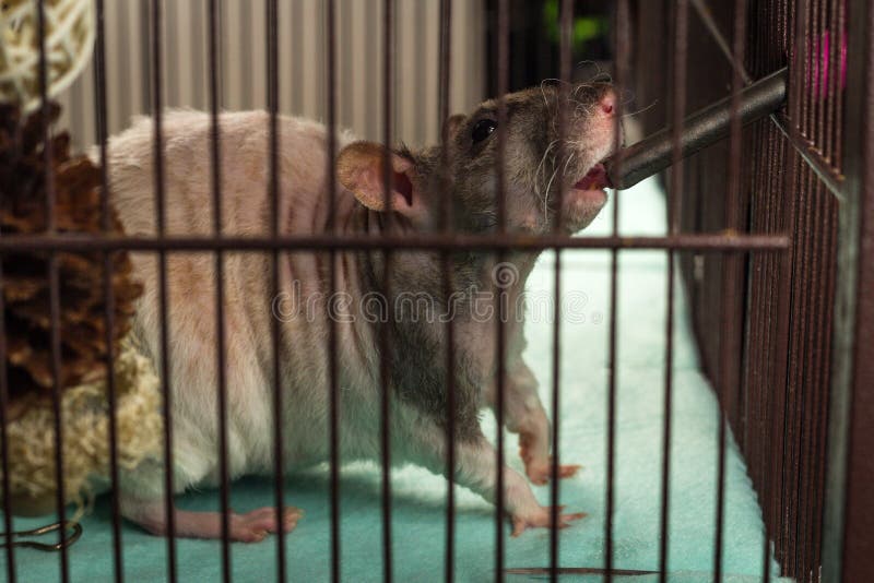 Patchwork Hairless Pet Rat stock image. Image of experiment - 220797161