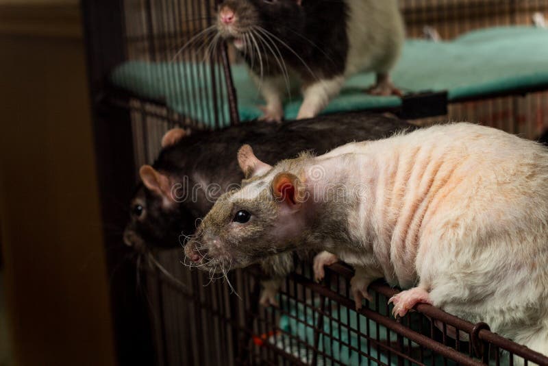 Patchwork Hairless Pet Rat stock image. Image of exploring - 220797183