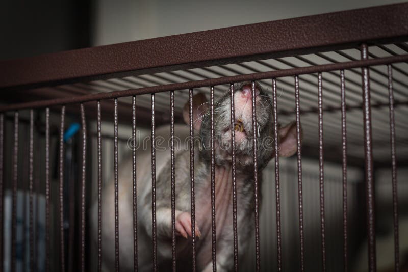 Patchwork Hairless Pet Rat stock image. Image of rattus - 217222273