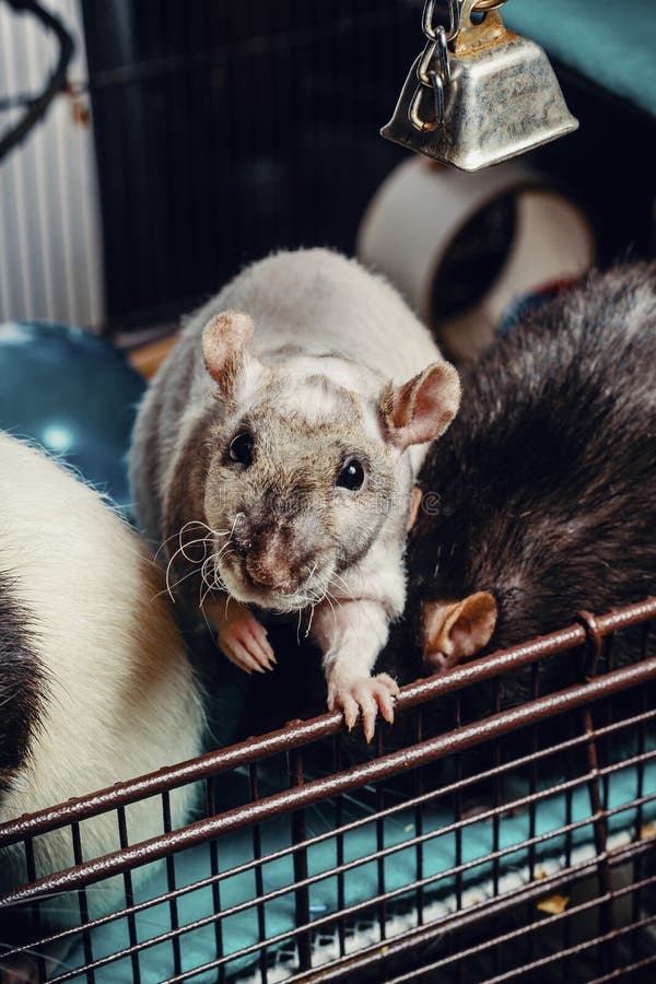 Patchwork Hairless Pet Rat stock photo. Image of cage - 226983498
