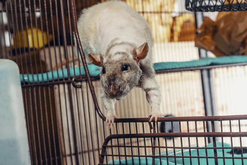 Patchwork Hairless Pet Rat stock image. Image of curious - 226983521