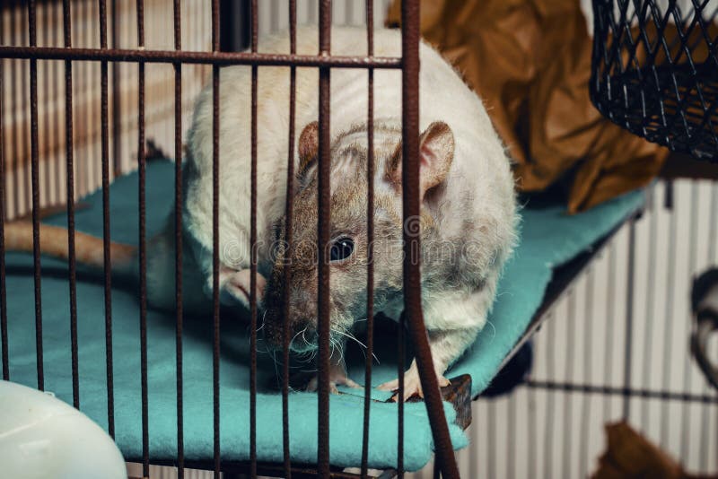 Patchwork Hairless Pet Rat stock photo. Image of molting - 226983546