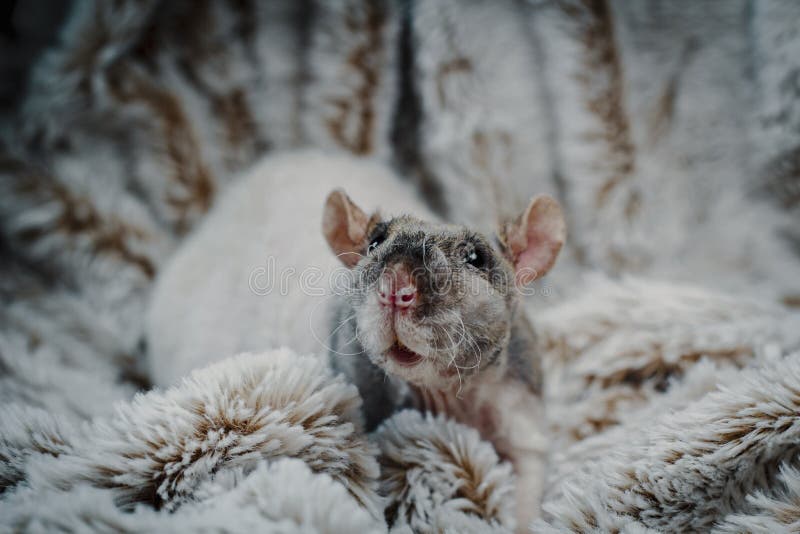 Patchwork Hairless Pet Rat stock image. Image of bald - 226987851