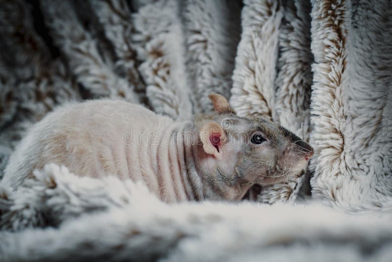 Patchwork Hairless Pet Rat stock photo. Image of werewolf - 229423154