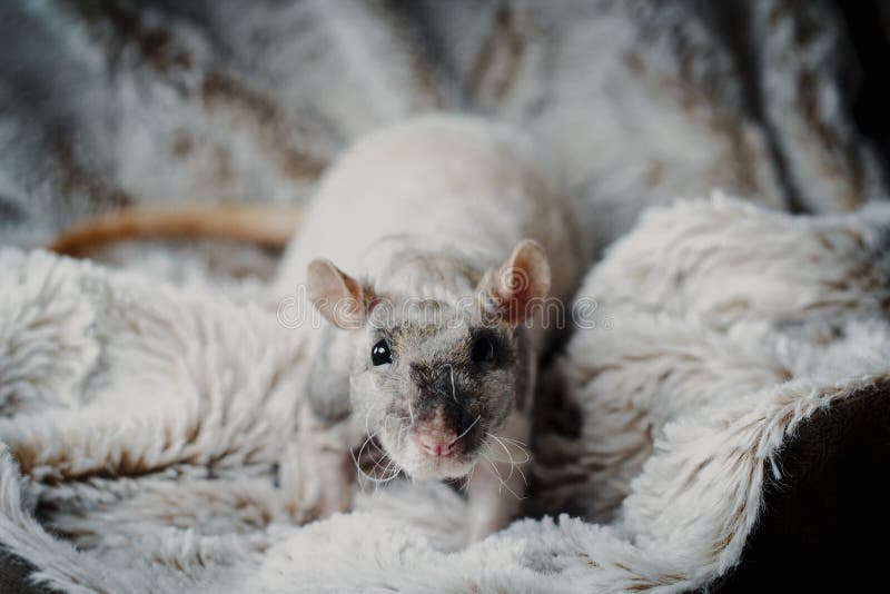 Patchwork Hairless Pet Rat stock image. Image of healthy - 229423157