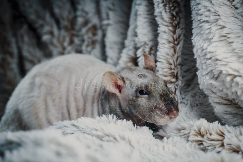 Patchwork Hairless Pet Rat stock photo. Image of mischief - 229423170