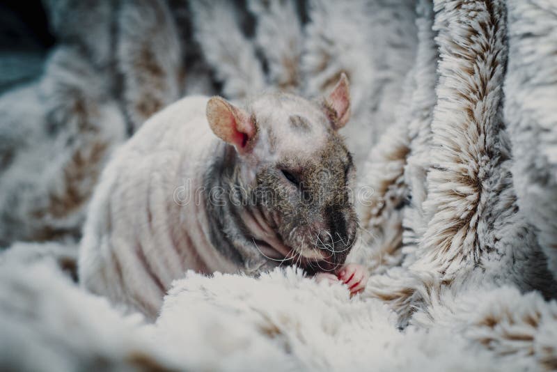Patchwork Hairless Pet Rat stock image. Image of bald - 226987851