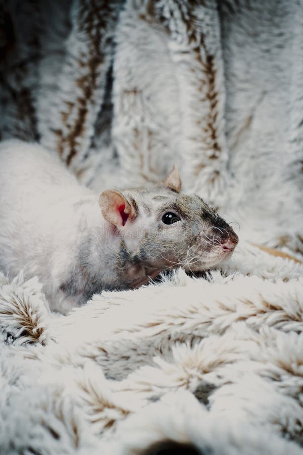 Patchwork Hairless Pet Rat stock image. Image of naked - 229423185