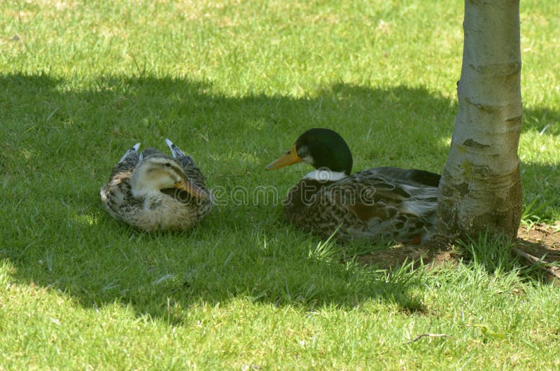 Friendly duck family stock photo. Image of family, animal - 185570770