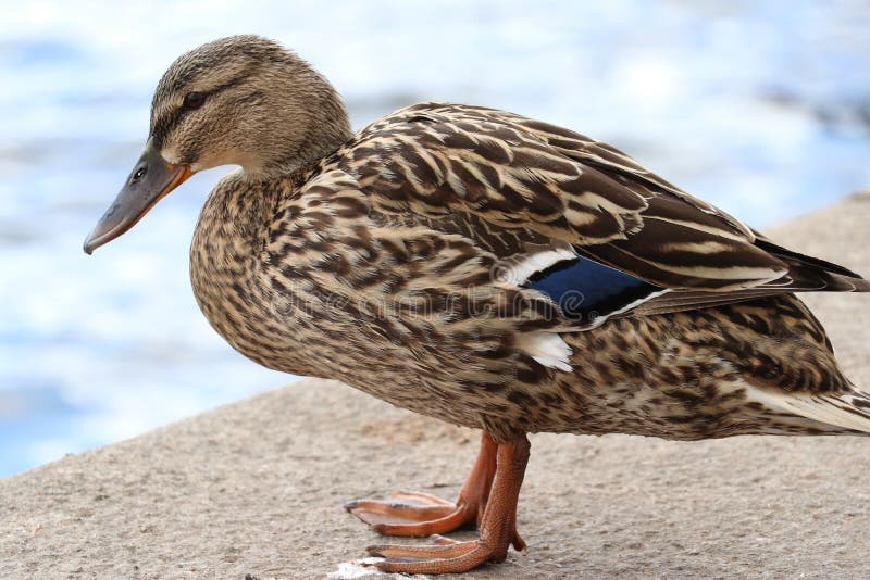 Friendly duck family stock photo. Image of green, park - 185570456