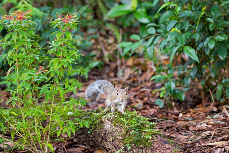 A Curious Eastern Gray Squirrel Stock Image - Image of gray, firebush ...