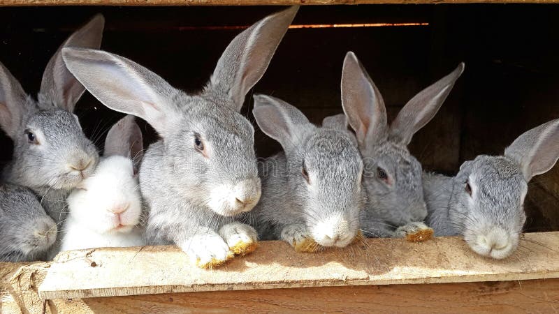 A Friendly Family of Rabbits Stock Image - Image of long, home: 59684059