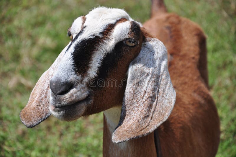 Goat doeling stock image. Image of breed, twins, milk - 15252829