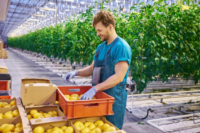 Friendly Farmer at Work in Greenhouse. Stock Image - Image of natural ...