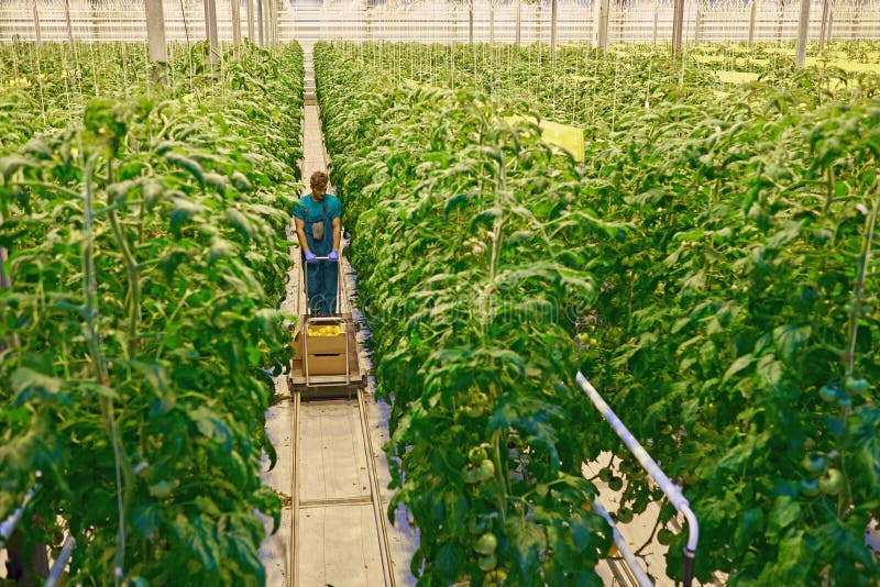 Friendly Farmer at Work in Greenhouse. Stock Image - Image of farmer ...