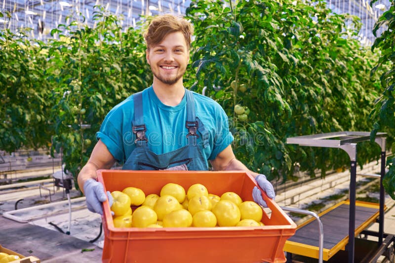 Friendly Farmer at Work in Greenhouse. Stock Image - Image of food ...