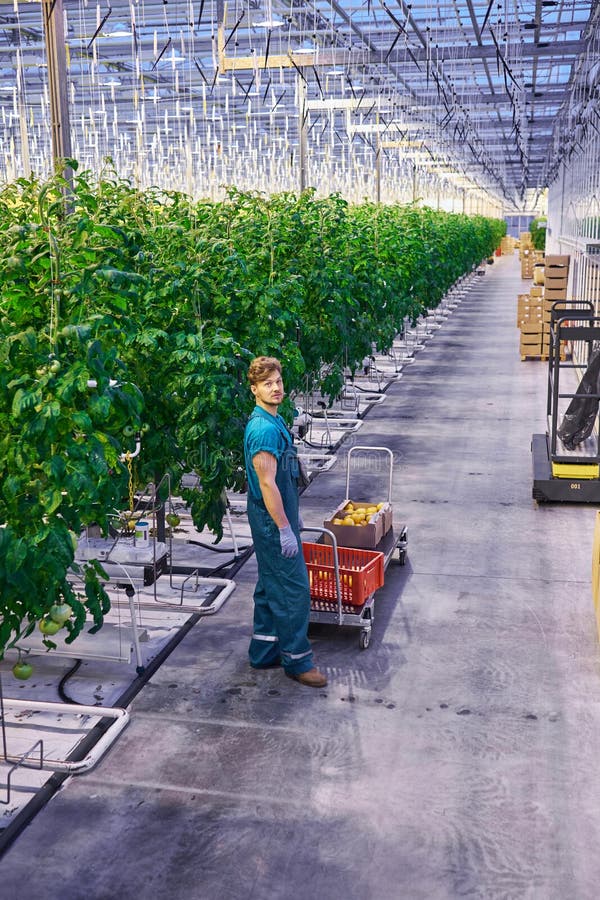 Friendly Farmer at Work in Greenhouse. Stock Photo - Image of ...