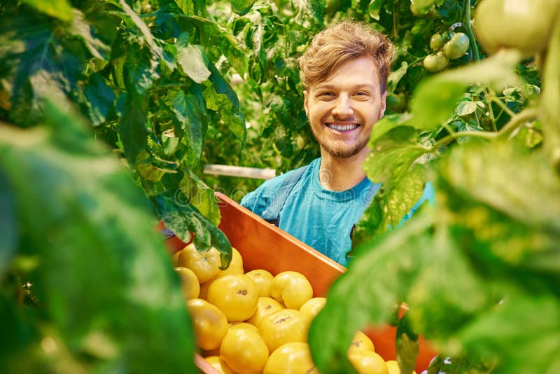 Friendly Farmer at Work in Greenhouse Stock Image - Image of gardener ...