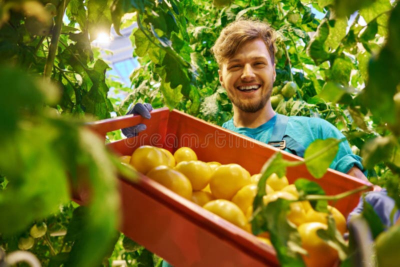 Friendly Farmer at Work in Greenhouse Stock Image - Image of business ...