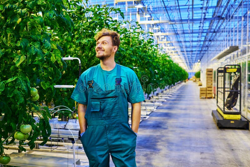 Friendly Farmer at Work in Greenhouse Stock Photo - Image of greenhouse ...