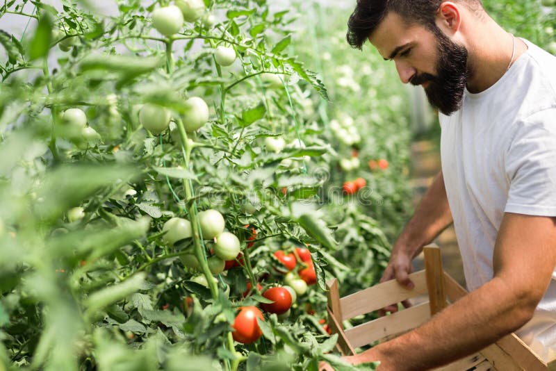 Friendly Farmer at Work in Greenhouse Stock Photo - Image of ...