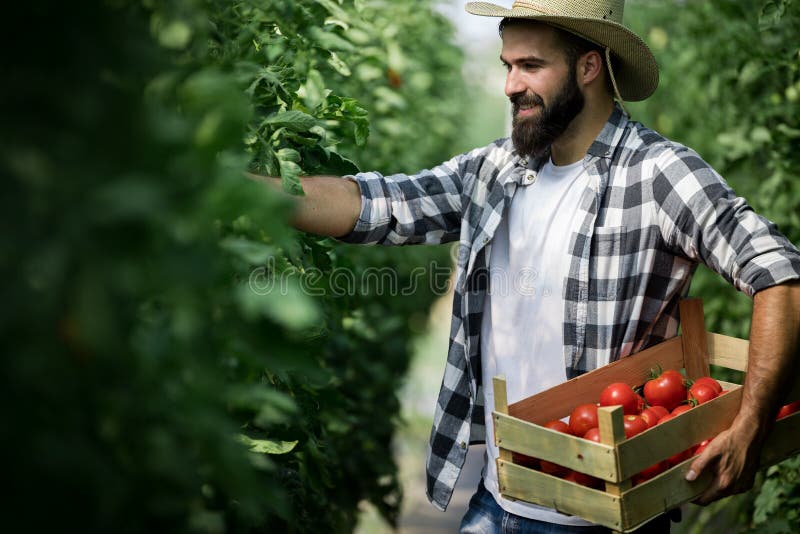 Friendly Farmer at Work in Greenhouse Stock Image - Image of future ...