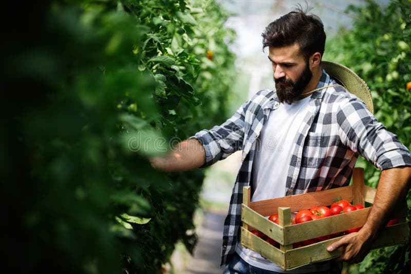 Friendly Farmer at Work in Greenhouse Stock Image - Image of grower ...