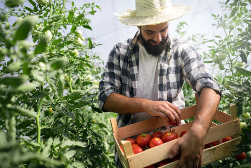 Friendly Farmer at Work in Greenhouse Stock Image - Image of gardener ...