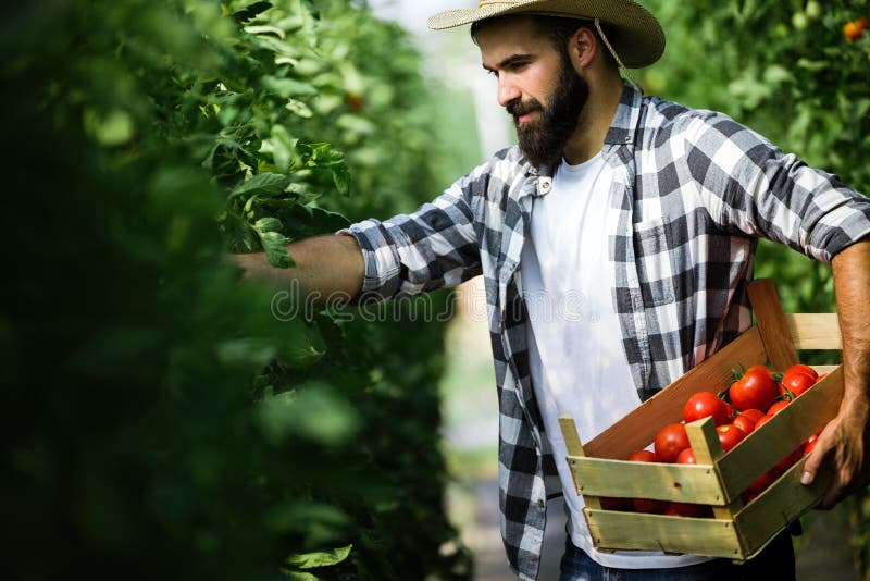 Friendly Farmer at Work in Greenhouse Stock Image - Image of nature ...