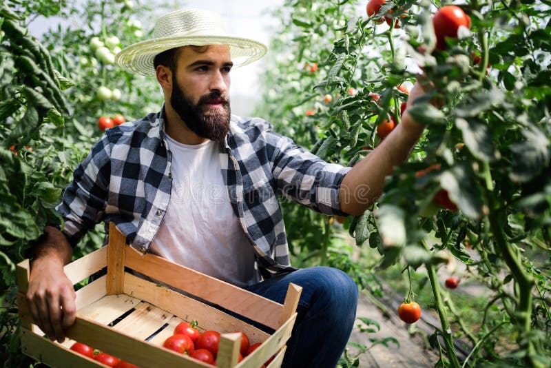 Friendly Farmer at Work in Greenhouse Stock Image - Image of basket ...