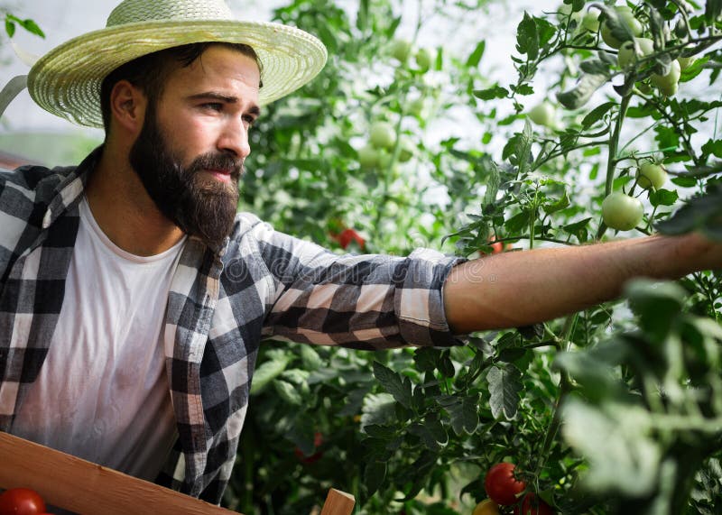 Friendly Farmer at Work in Greenhouse Stock Image - Image of botany ...