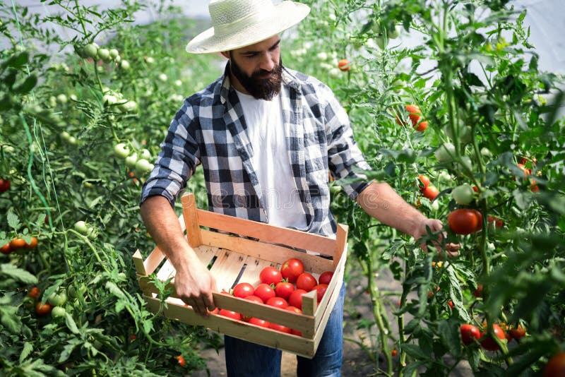 Friendly Farmer at Work in Greenhouse Stock Photo - Image of ...