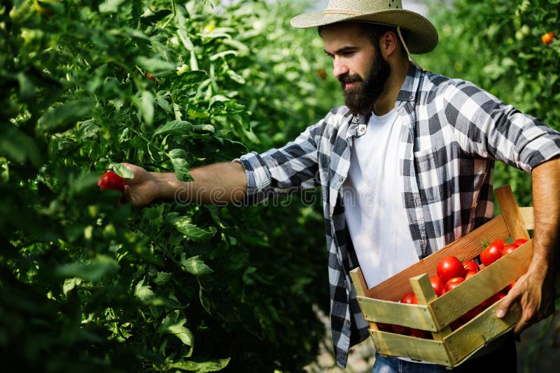 Friendly Farmer at Work in Greenhouse. Stock Image - Image of basket ...