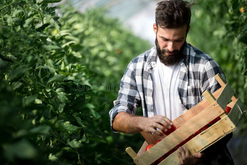 Friendly Farmer at Work in Greenhouse Stock Photo - Image of ...