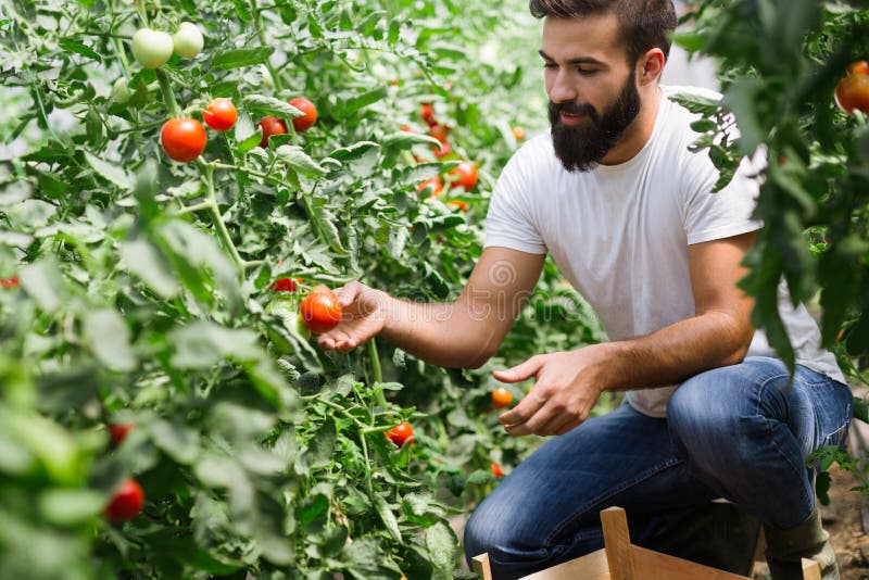 Friendly Farmer at Work in Greenhouse Stock Photo - Image of ...