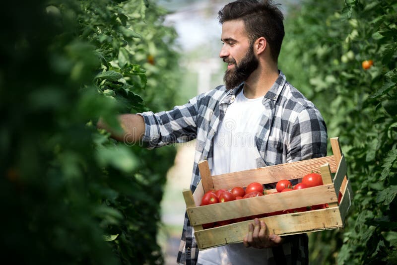 Friendly Farmer at Work in Greenhouse. Stock Image - Image of ...