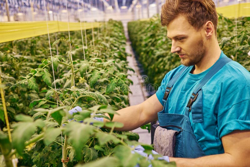 Eco Friendly Farmer Going Green Stock Photo - Image of earth ...